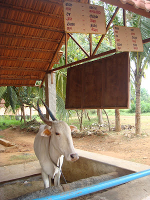 A Protest of Romance: Amritadhara Goshala