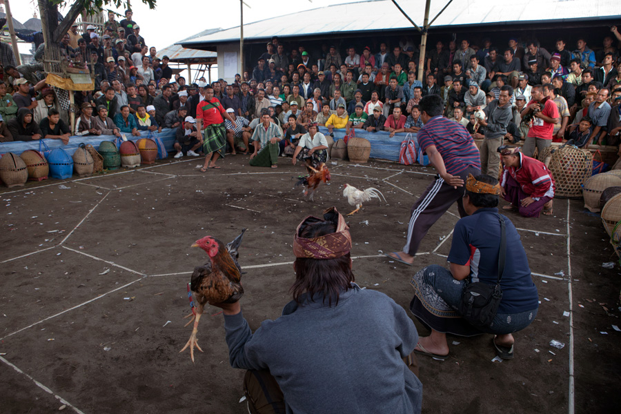Pix Grove: Balinese Rooster Fight