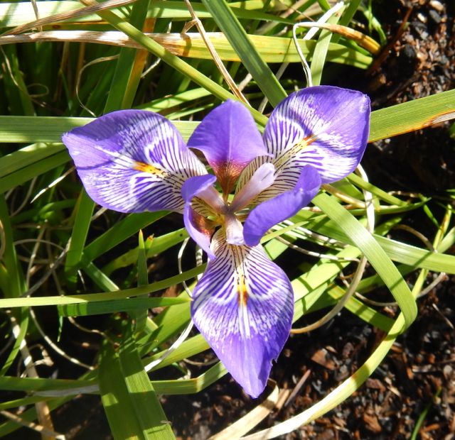 World of Irises: Four months of Pacifica Iris blooms, and still going ...