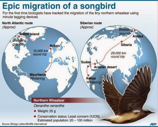 Journey to the Edge of Time: Epic Migration of a Song Bird