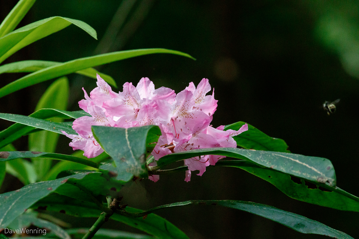 Deception Pass Rhododendrons 2016