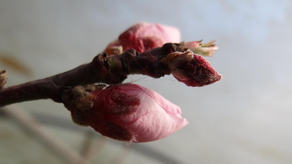 De Zandeik: Bloesems