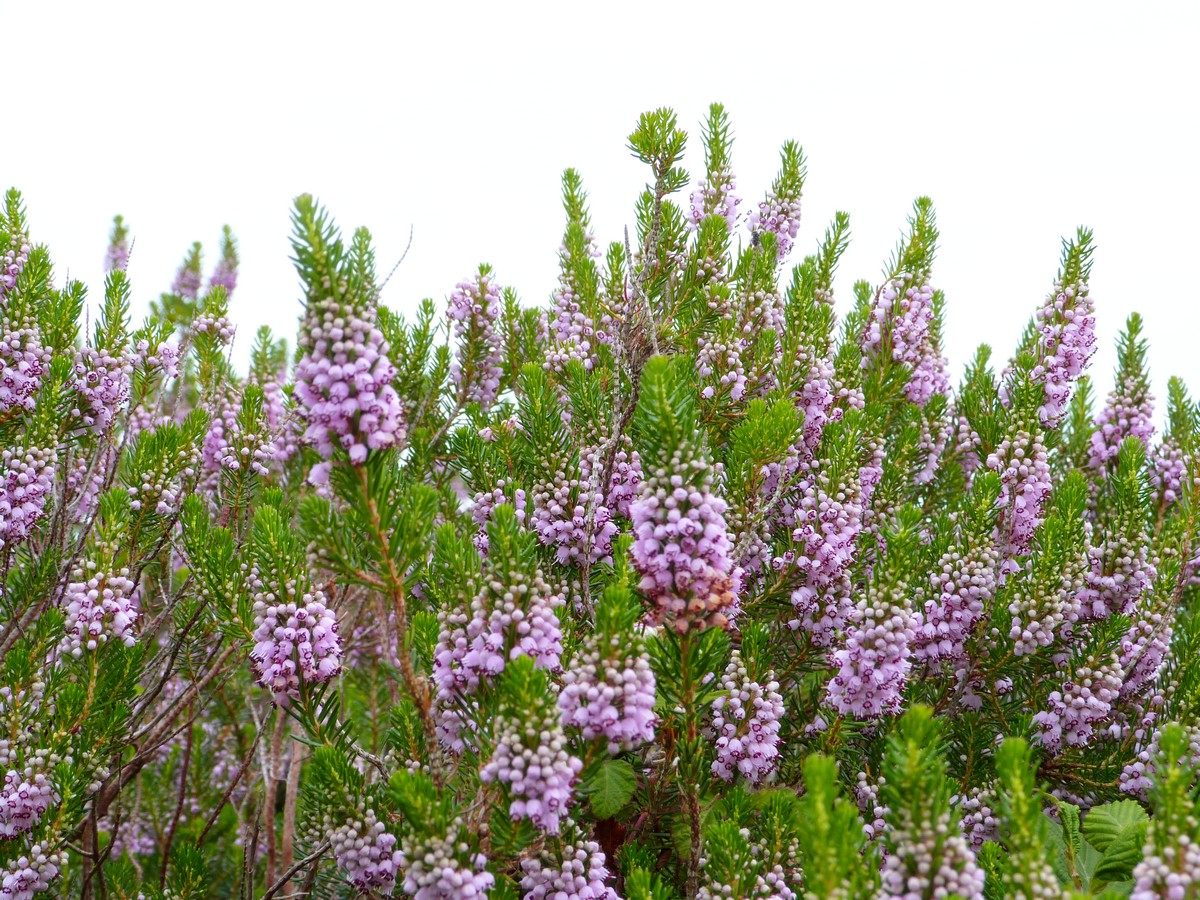 Windmill Farm Nature Reserve: Have you seen Erica?