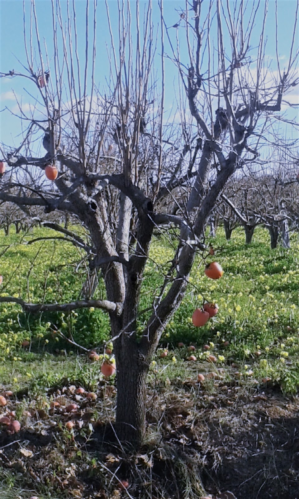 COSTUMARI DURBÀ: Caqui