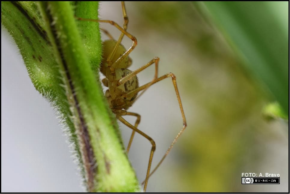 FAUNA AUXILIAR: FAMILIA SCYTODIDAE