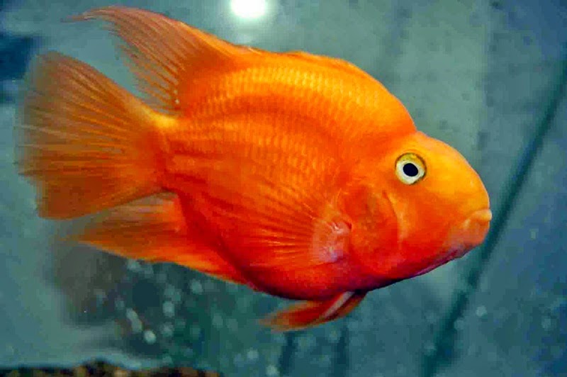 Ikan Red Parrot