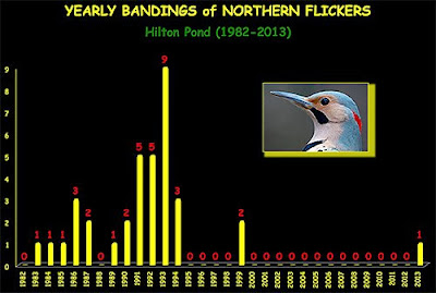 Ohio Ornithological Society - OOS: NORTHERN FLICKER: AN ATYPICAL ...