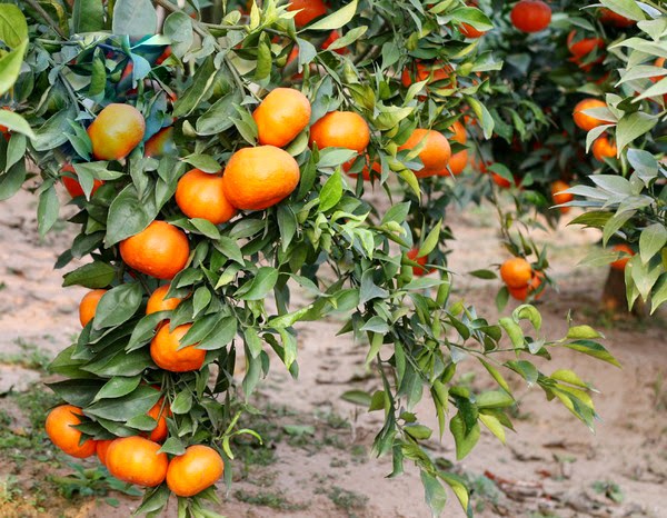 CAM CANH ĐẮC SỞ | PHẬT THỦ - CAM CANH ĐẮC SỞ