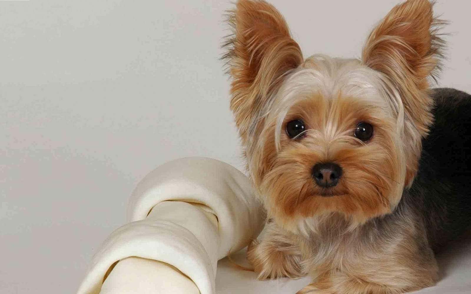 Yorkshire Terrier The Life Of Animals
