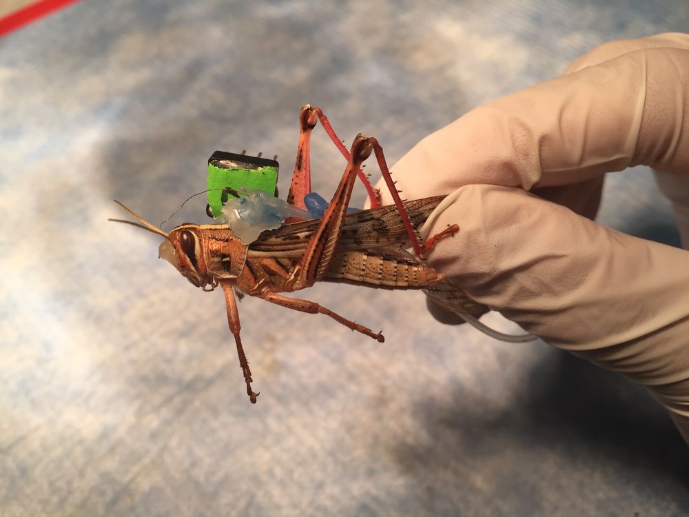 Researchers developing cyborg locusts for bomb detection ...