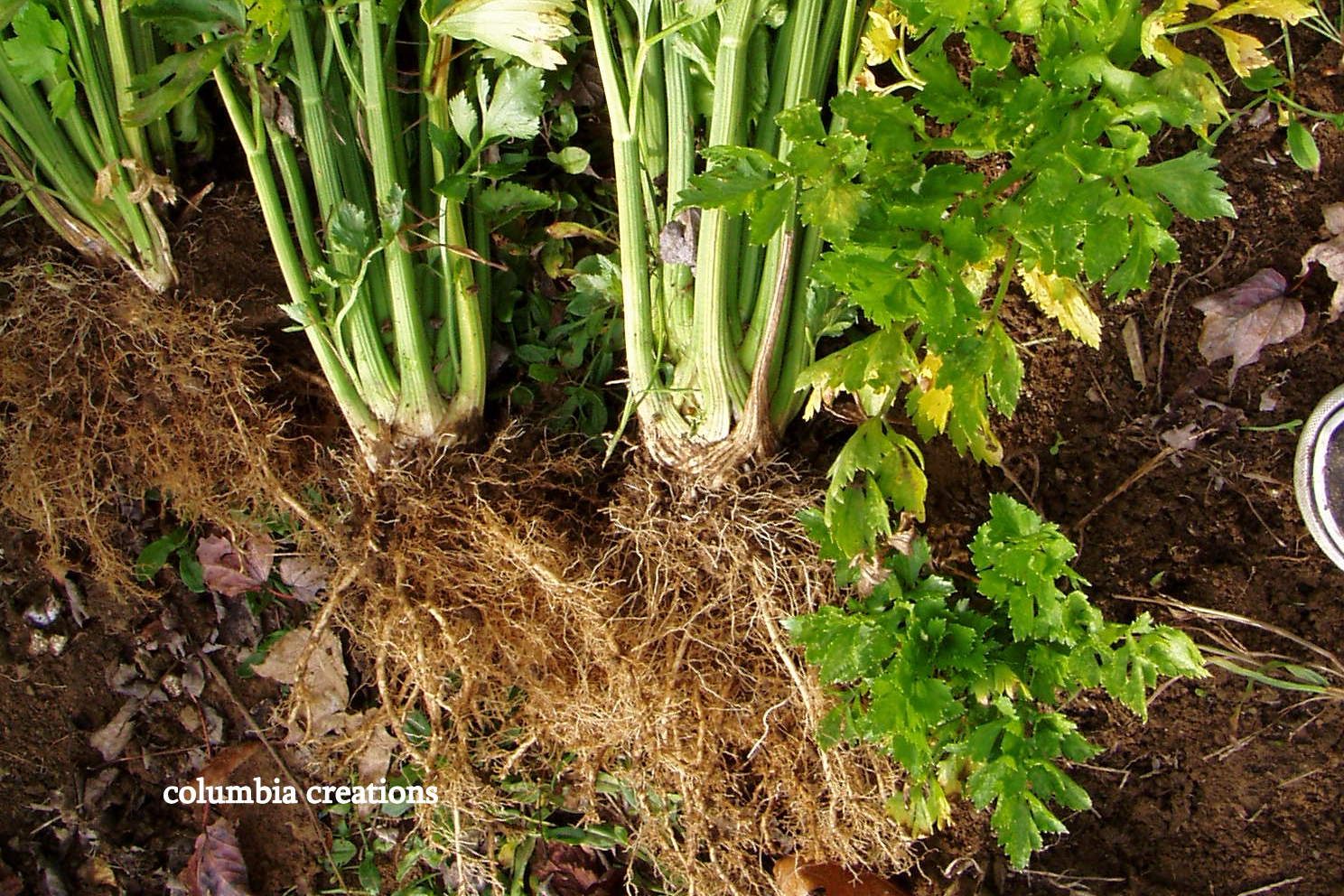 Columbia Creations: Growing Celery