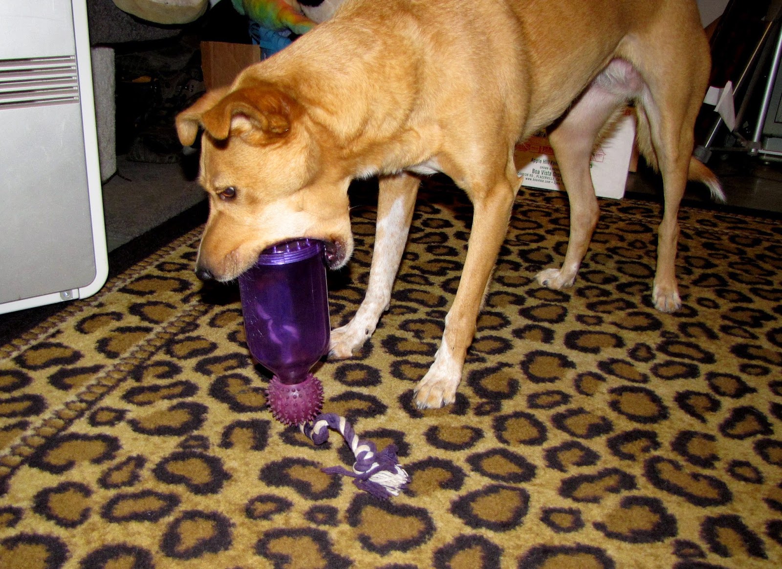 ZoePhee: Tug-a-jug Puzzle Toy - Tasty Tuesday!