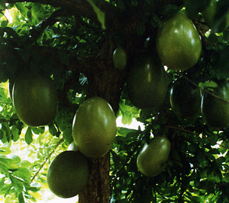 NATURA SALUD: Propiedades de la Tutuma