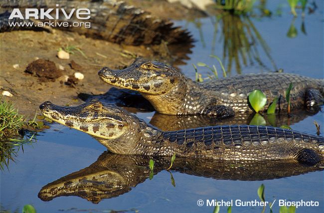 Argentina nativa: Yacaré negro (Caiman yacare)