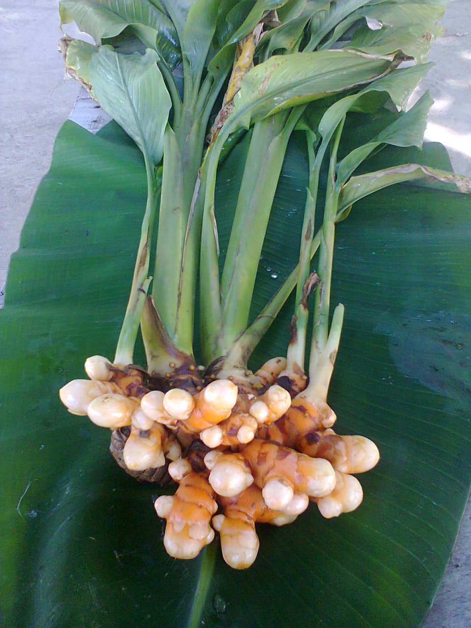 AR Chaudhary Wile check out Turmeric Plant at Age of 6 Month . | AR ...