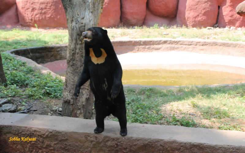Nehru Zoological Park Hyderabad Travel Guide