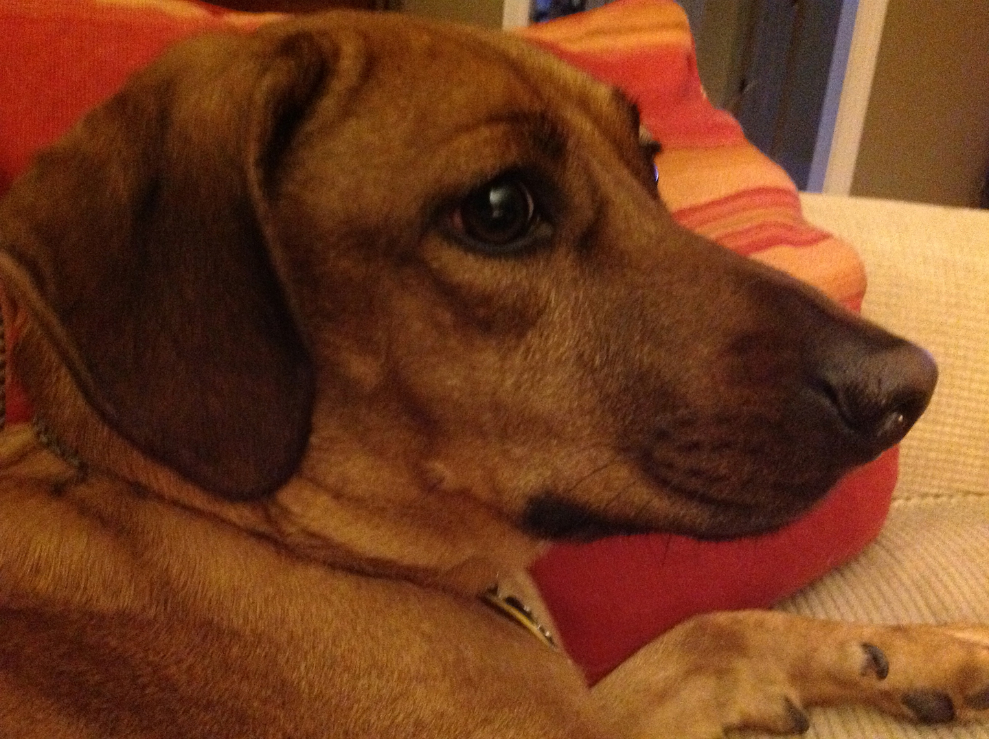 A Dose of Dog: Two-Faced Dog