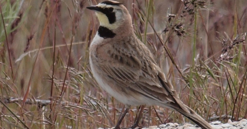 Birding Is Fun!: more Random Bird Photos