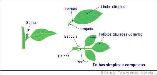 Mundo das Folhas: Morfologia da Folha