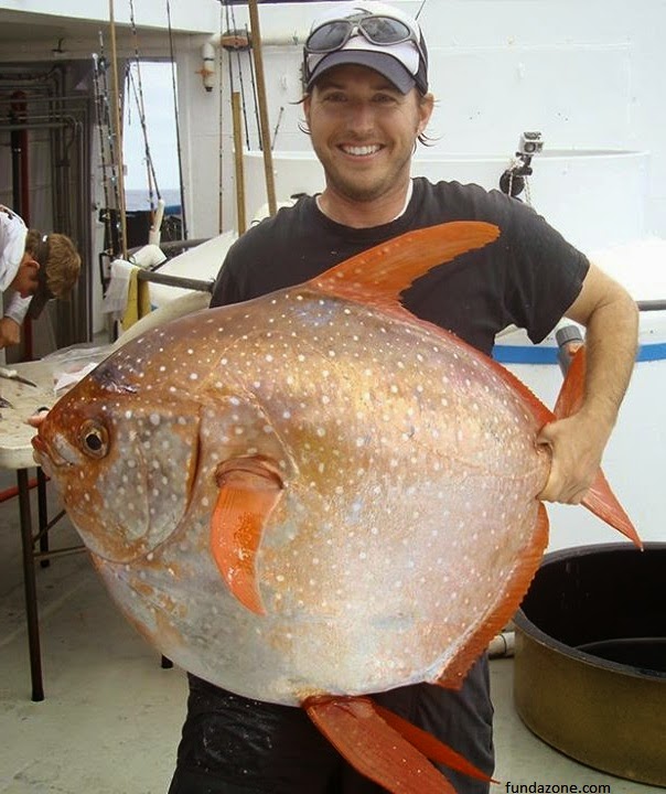 Ideaz : Warm blooded fish found - Opah Moonfish - warm bodies