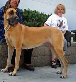 Rules of the Jungle: Training and classification of the Great Dane