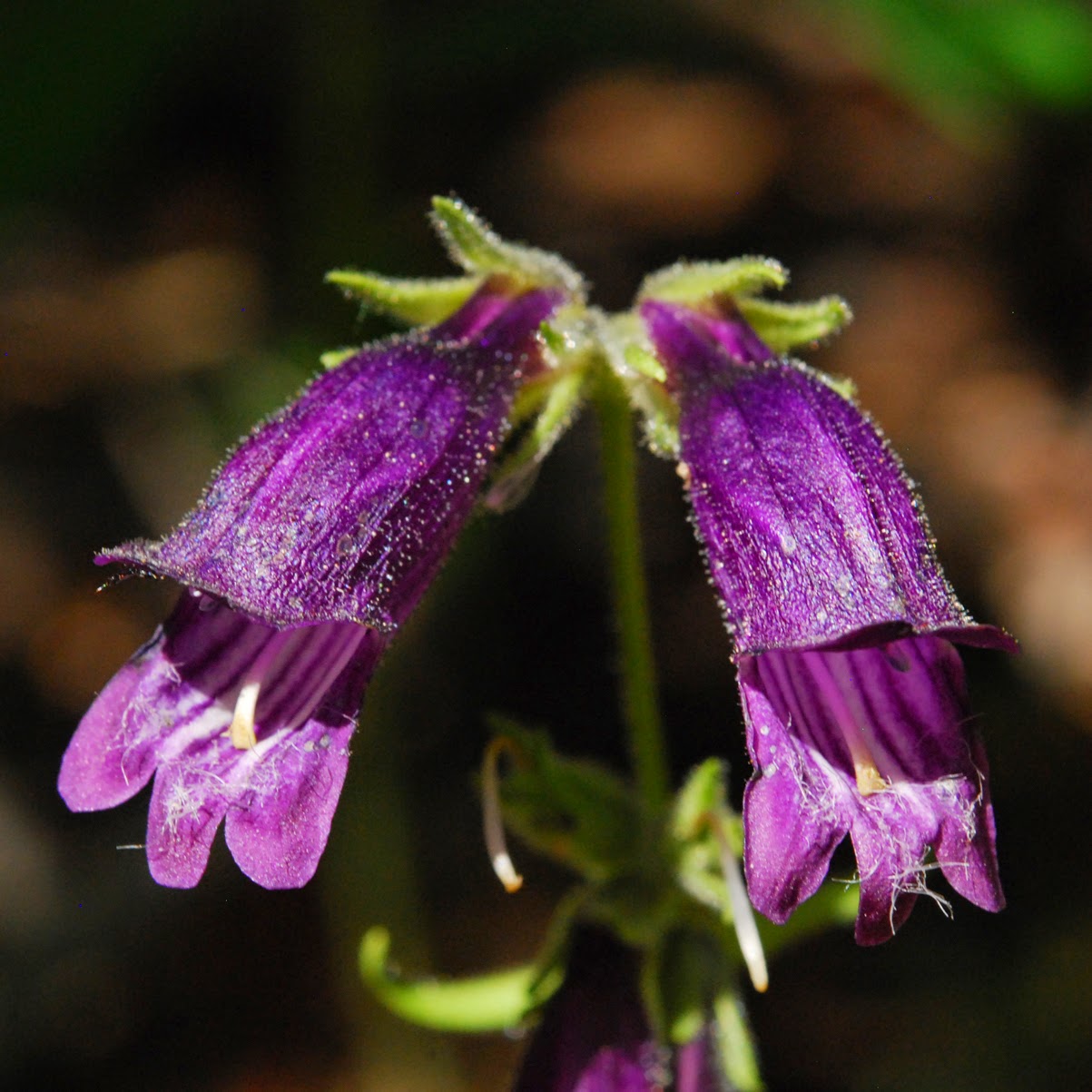 Wildflowers of the Wasatch Mountains and Bear River Range: Key to Penstemon