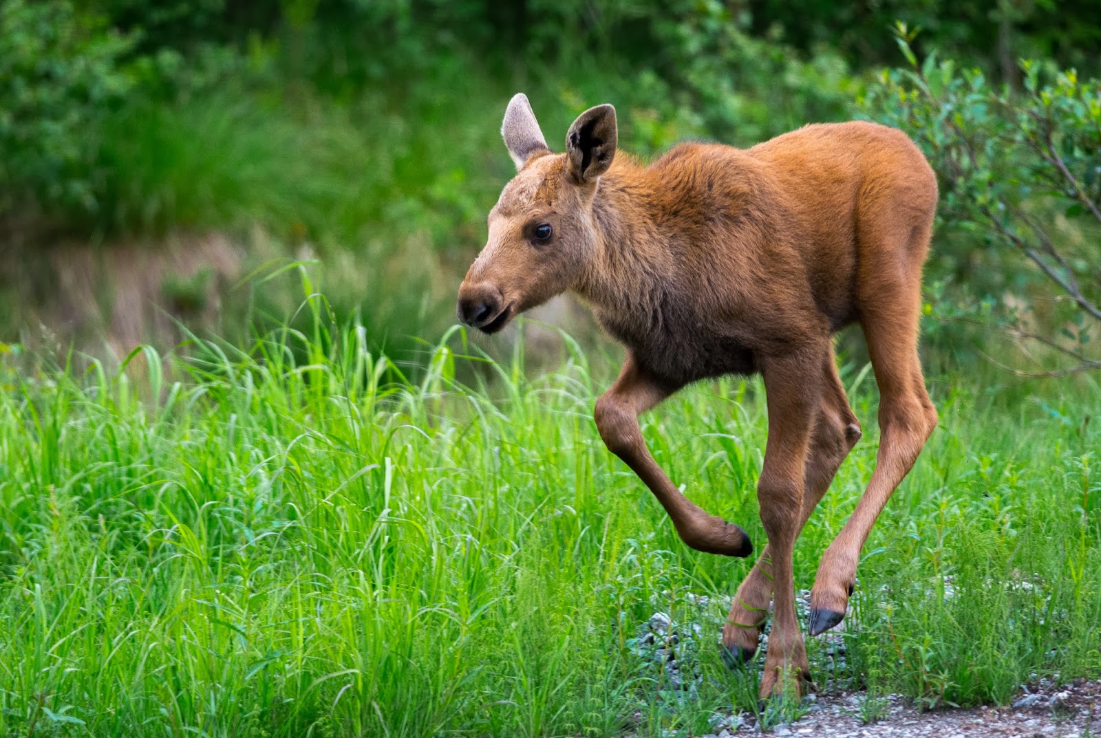 wild life trip: elan d'europe