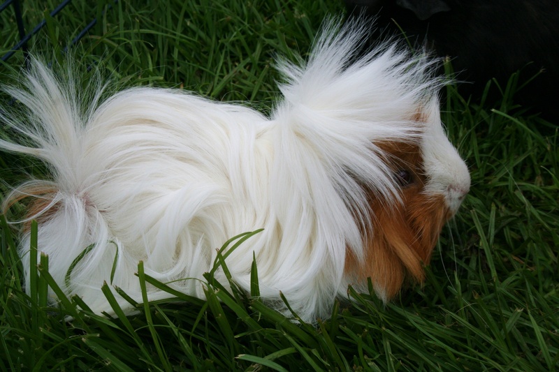 My Pet: Tikus Belanda....