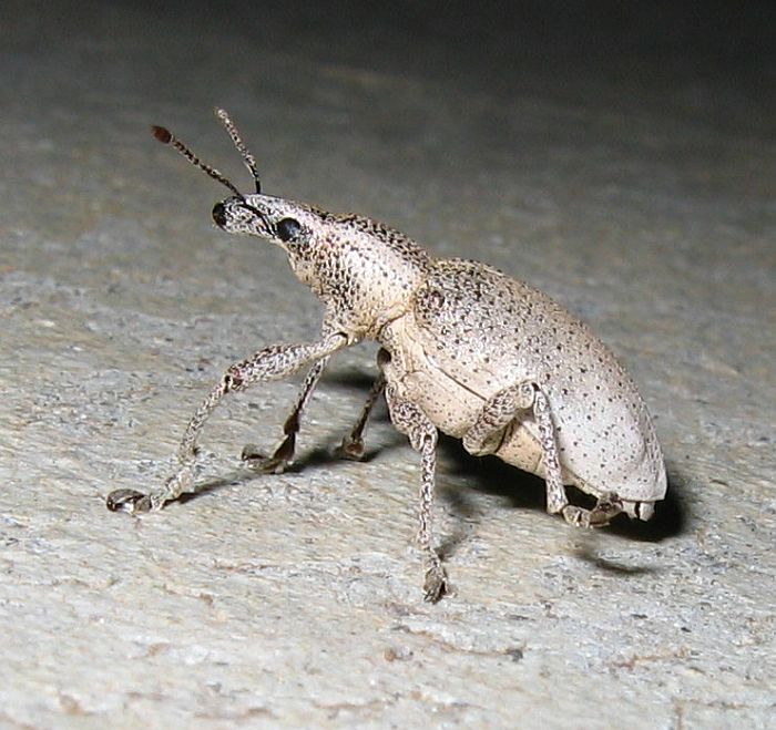 Esperance Fauna: True Weevils – Curculionidae spp.