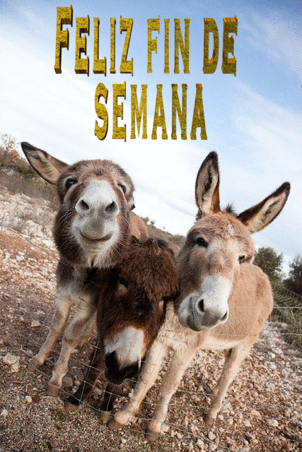 Gif animados andy: Gif animado de feliz fin de semana