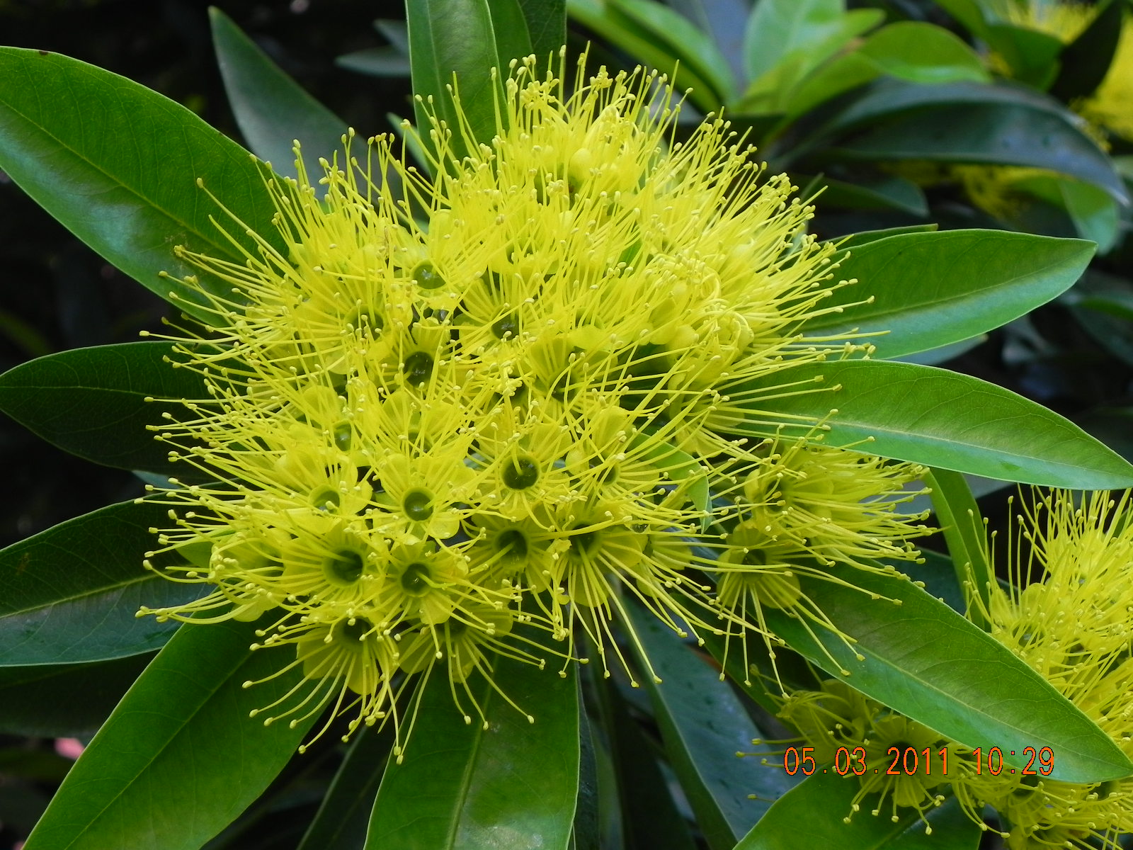 my G@Rdening frenzY: XANTHOSTEMON CHRYSANTHUS