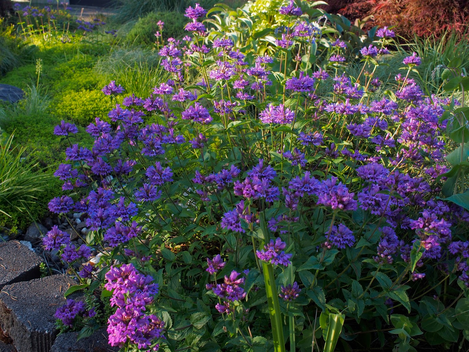 Native Plant Highlights