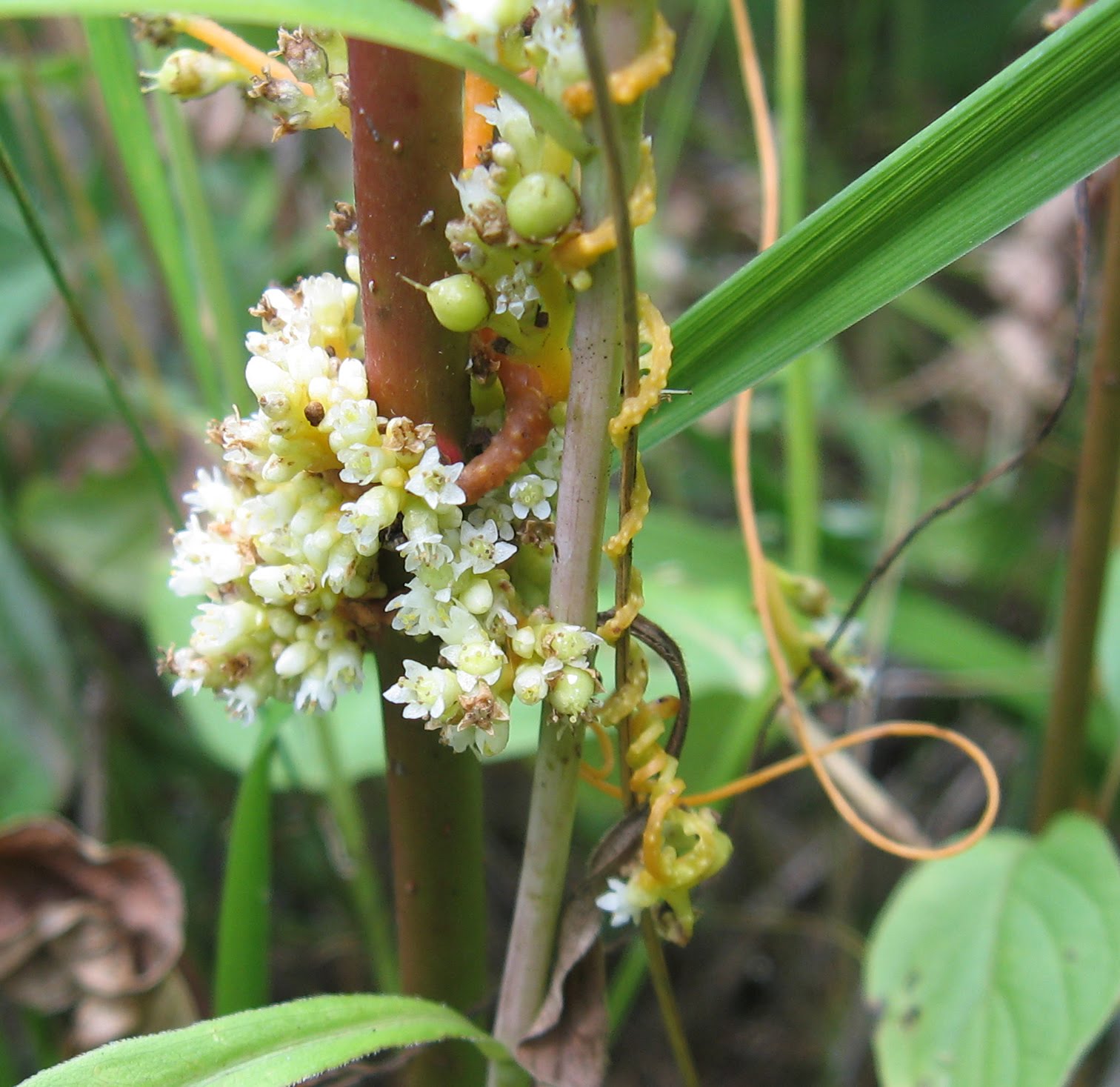 Tangled Web: A Tangled Web of Golden Threads