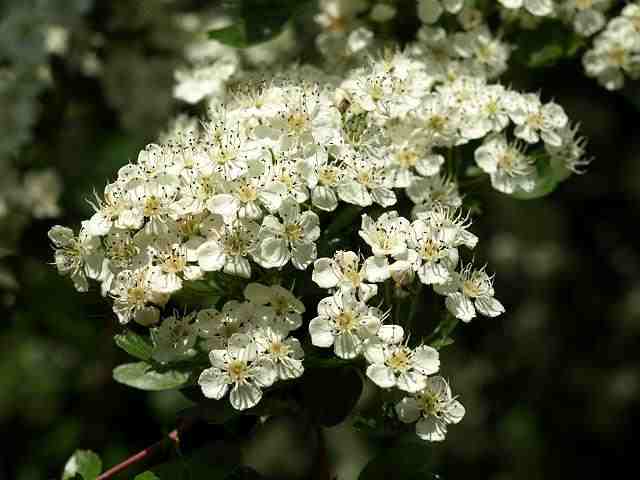 Trees Planet: Crataegus monogyna – Oneseed Hawthorn – May