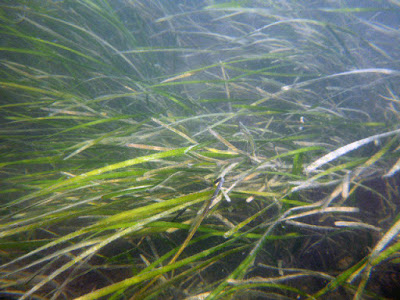 Sea grass restoration project | Virginia Living Museum