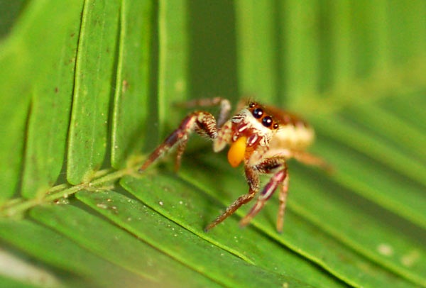 Labah Labah Pemakan Sayuran (Tumbuhan) – Bagheera Kiplingi |MyRokan