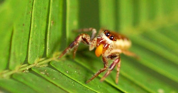 Labah Labah Pemakan Sayuran (Tumbuhan) – Bagheera Kiplingi |MyRokan
