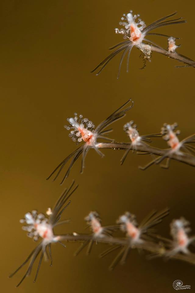 Biodiversity of Cyprus by NGO Protection of the Natural Heritage and ...