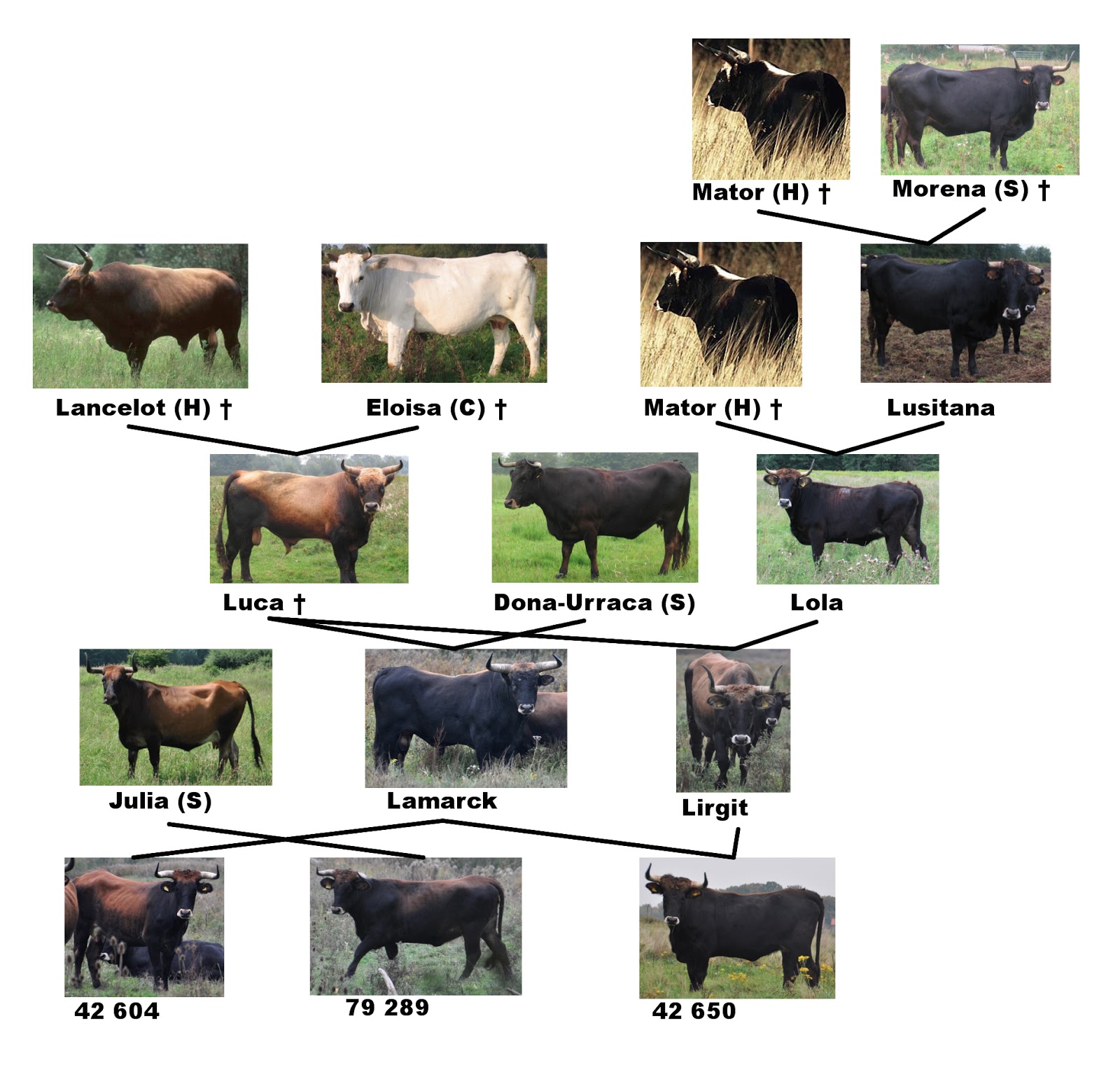 The Breeding-back Blog: Genealogical trees for some Taurus cattle from ...