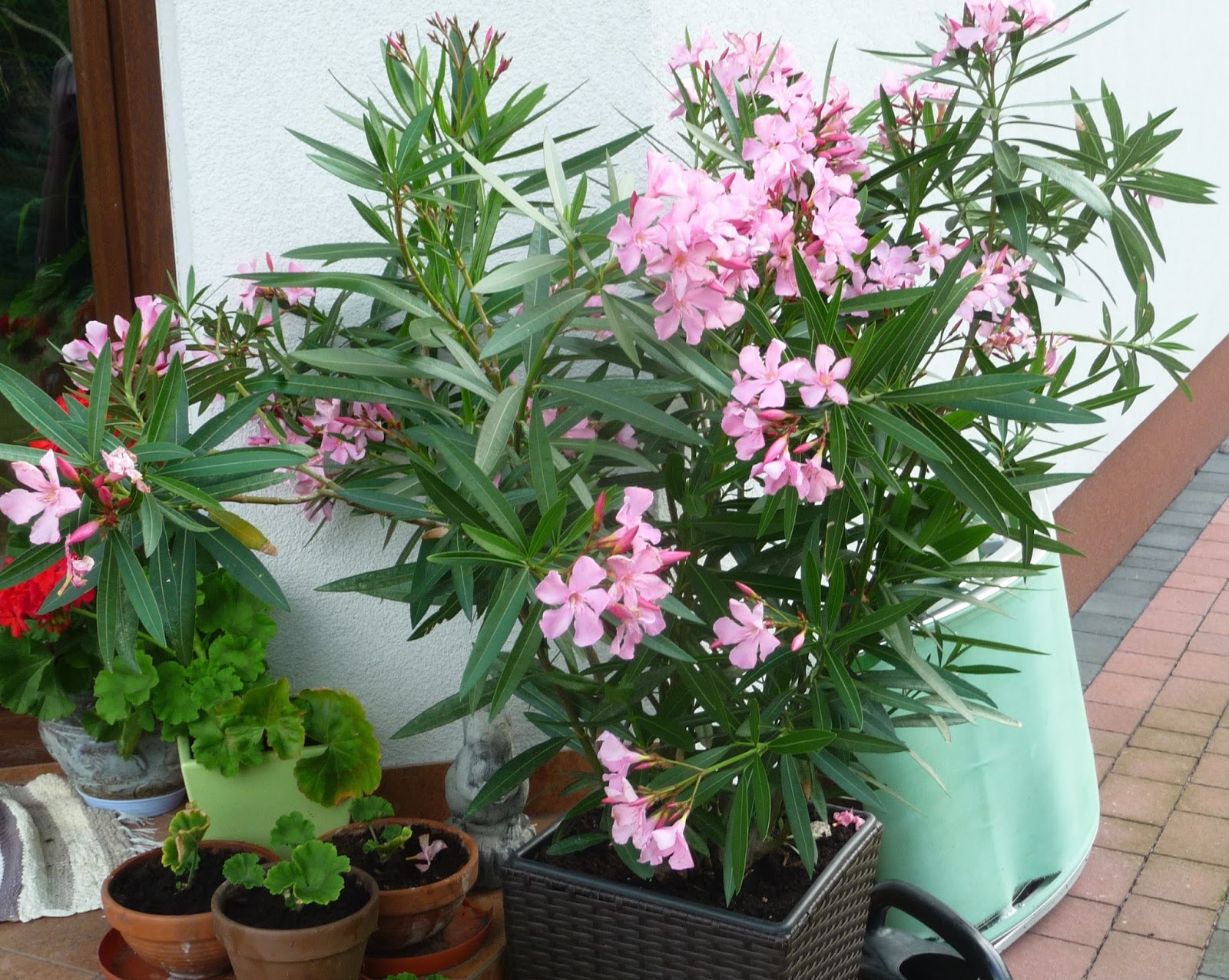 Ręko-czyny: Rozmnażanie oleandra