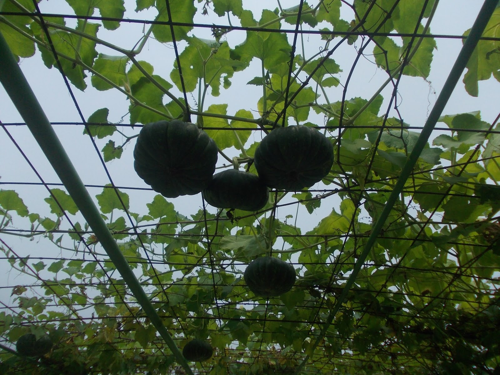 Budidaya Labu Siam Pdf Editor - leaderslasopa