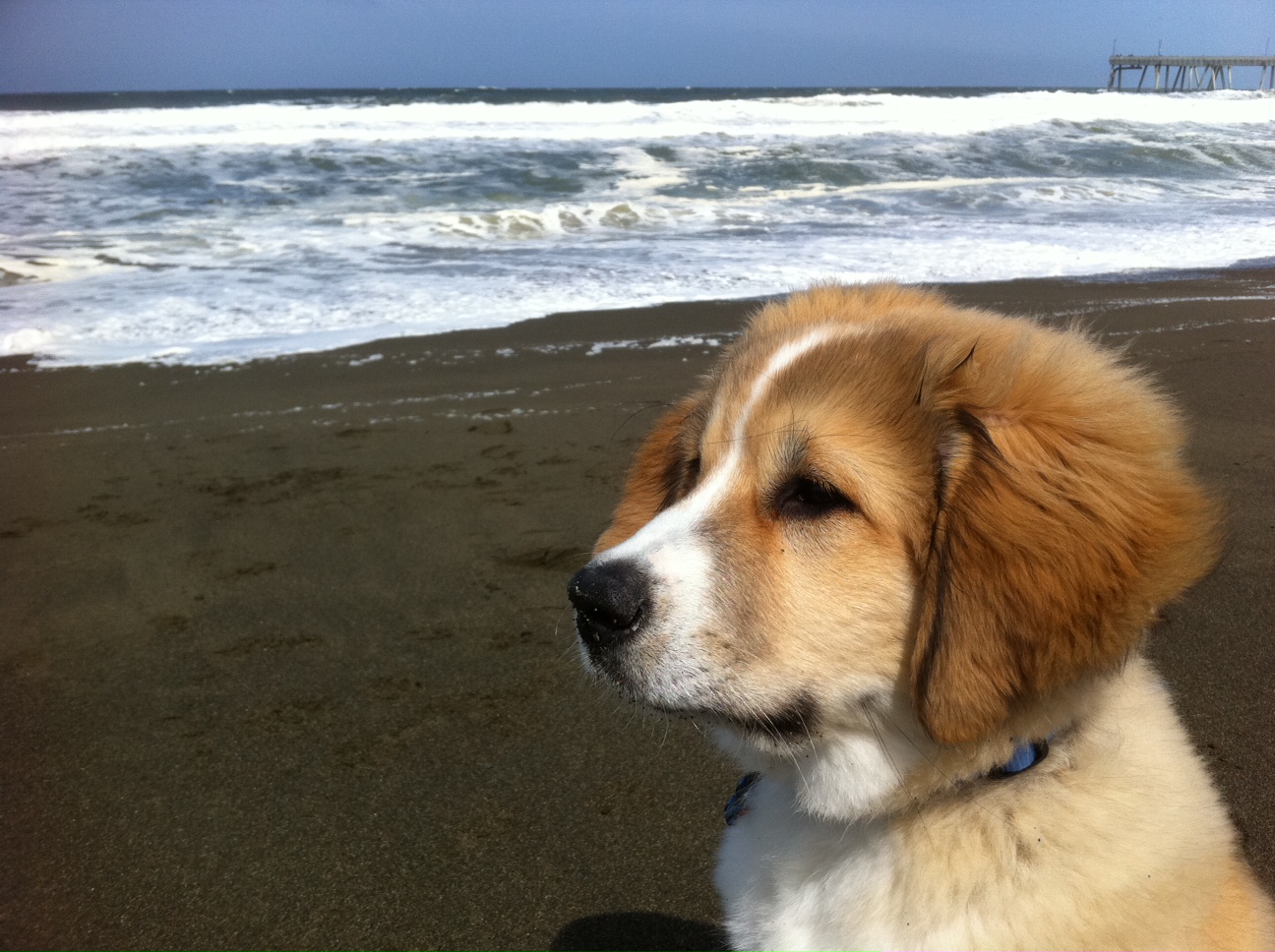 A Swissneese in San Francisco