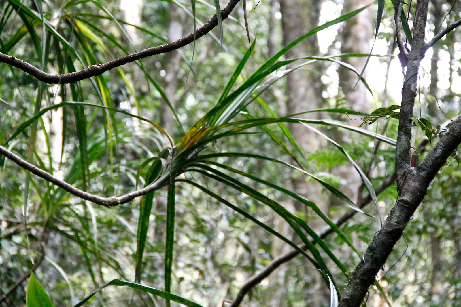 Bark and Purl: Two weeks in Borneo (Sabah, Malaysia) - Part 2