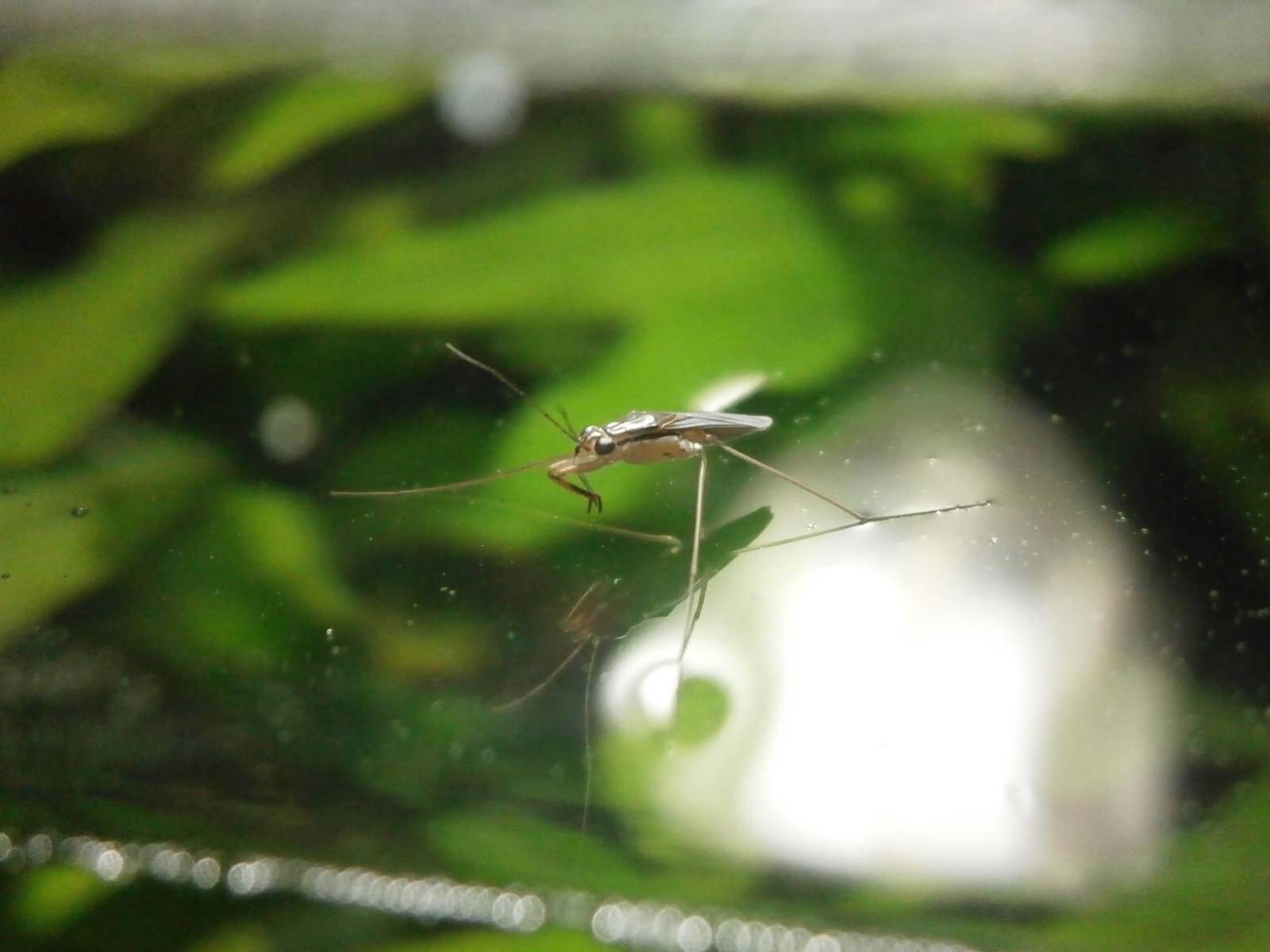 It's All About Aquascaping!: Bugs in planted aquarium