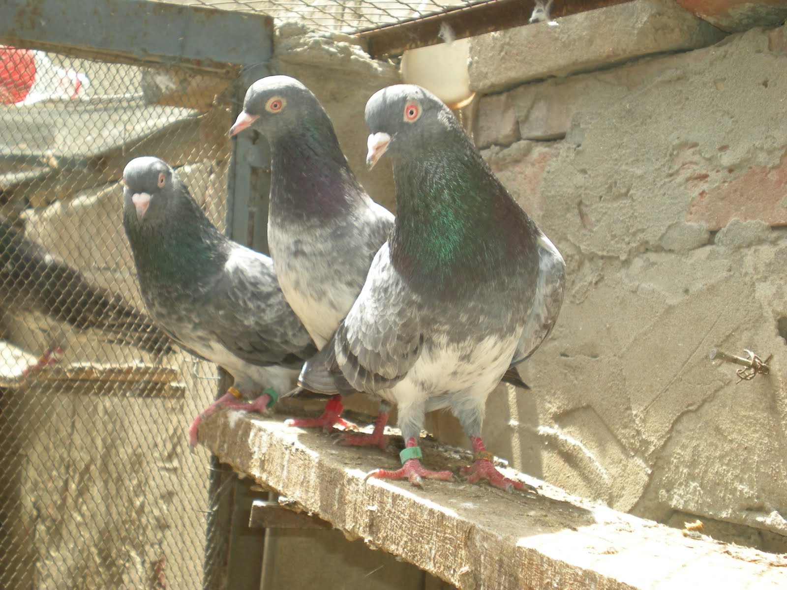 Pakistani Tipplers (Kabootar Baaz) | UK & USA Pigeons | Fancy Pigeons ...