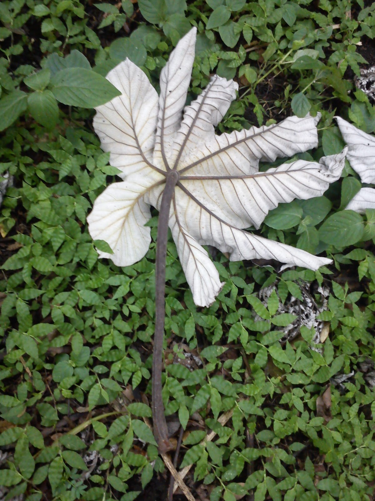 Hipoglicemiantes Naturales: julio 2011