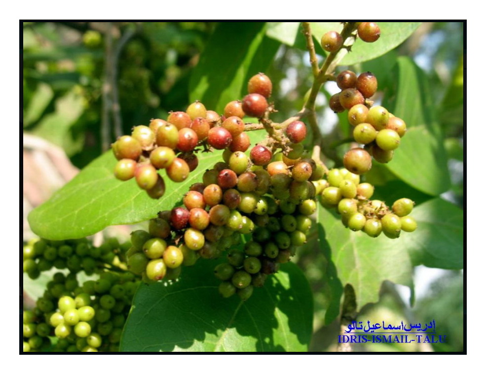 IdrisTalu: GUCIL @ Antidesma ghaesembilla @ Binayuyu– Buah Tempatan.