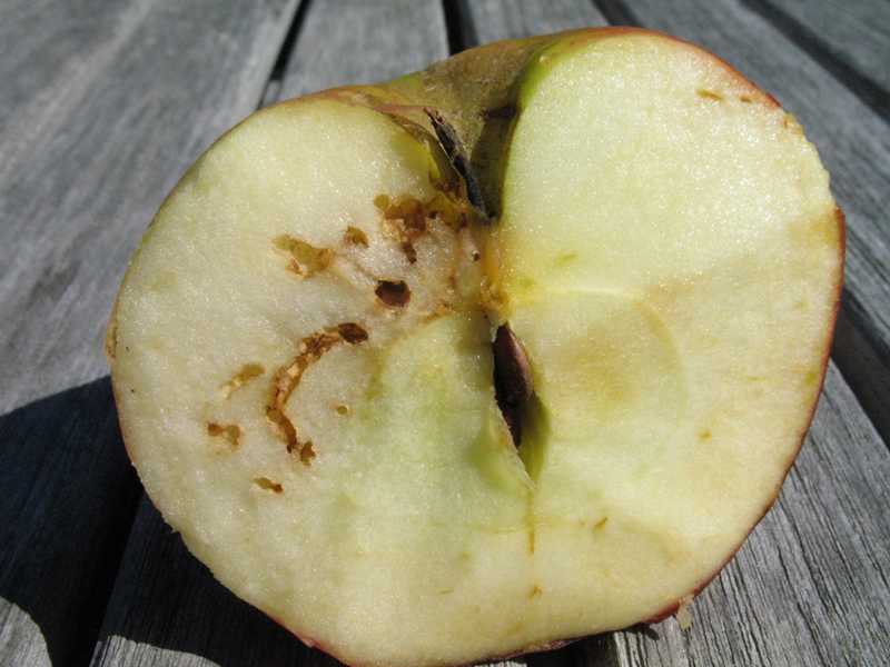 LIVING THE GARDENING LIFE: Will Apple Maggot be the End of Apple Trees?