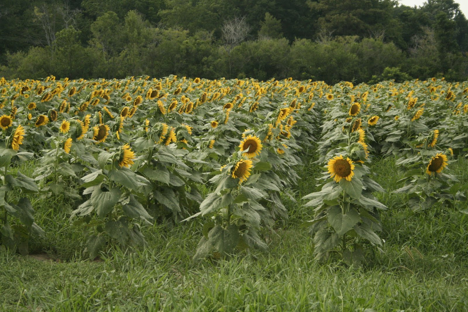 Dean and Becky's Hummer Adventures: Panther Swamp National Wildlife ...