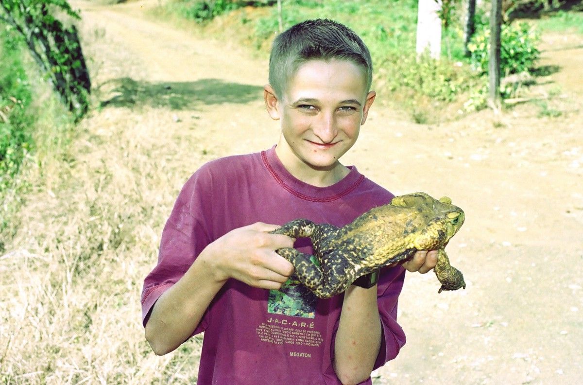 DEFENSOR DA NATUREZA: Encontrada espécie de SAPO GIGANTE rara na Mata ...